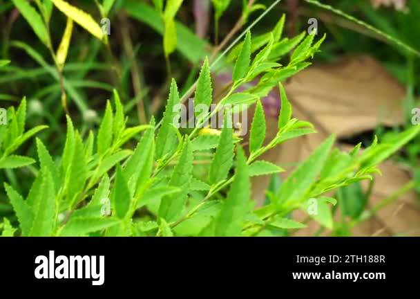 Sida acuta (aslo called common wireweed, sidaguri,sidogori) with ...