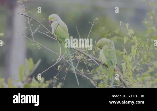 Close up of a Rose ringed Parakeet. The rose-ringed parakeet ...