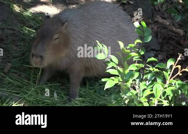 Capybara largest rodent species Stock Videos & Footage - HD and 4K ...