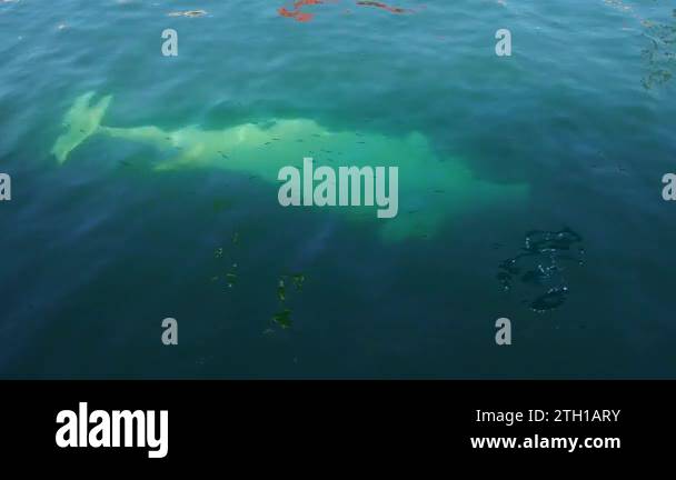 Whale toothed whale Stock Videos & Footage - HD and 4K Video Clips - Alamy