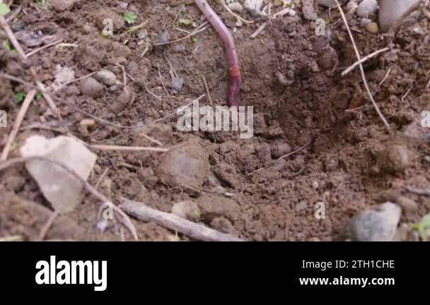 Worm in ground nature Stock Videos & Footage - HD and 4K Video Clips ...