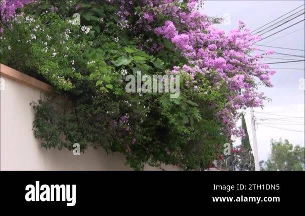 Bougainvillea growing up tree Stock Videos & Footage - HD and 4K Video ...