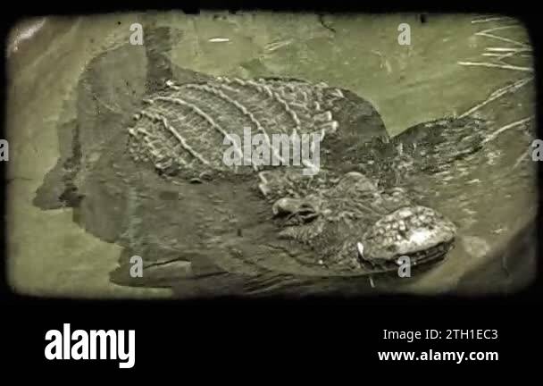 Stylized predator Stock Videos & Footage - HD and 4K Video Clips - Alamy
