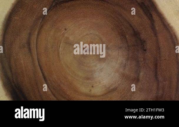 Wooden circle stump trunk background from top. Saw cross section cut ...