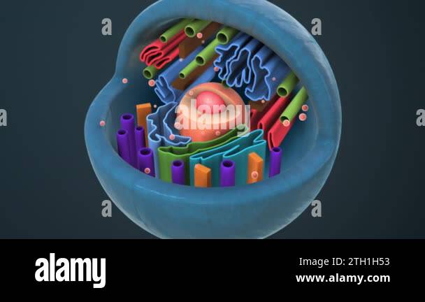 Animal cell structure Stock Videos & Footage - HD and 4K Video Clips ...