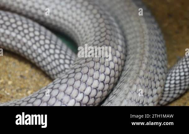 Snake body curve Stock Videos & Footage - HD and 4K Video Clips - Alamy