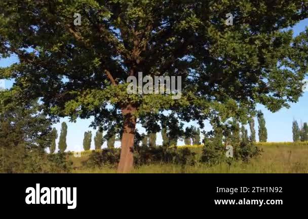 Oak tree avenue Stock Videos & Footage - HD and 4K Video Clips - Alamy