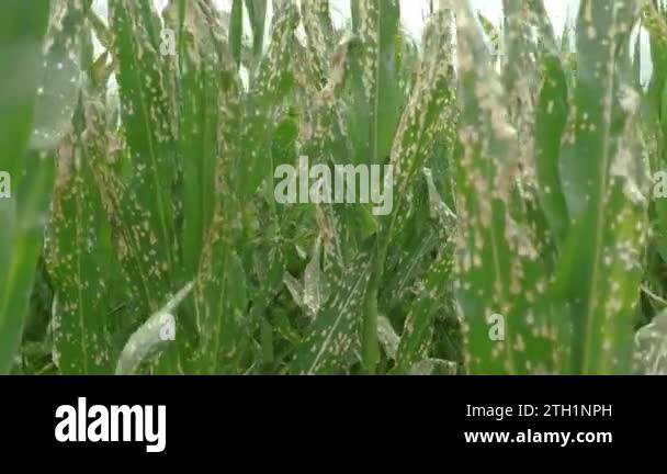 Corn plants wilting and dead after wrong applying herbicide in ...