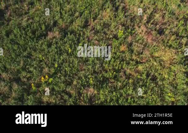 Summer day in the forest. Crystal clear windy air and visible wild ...