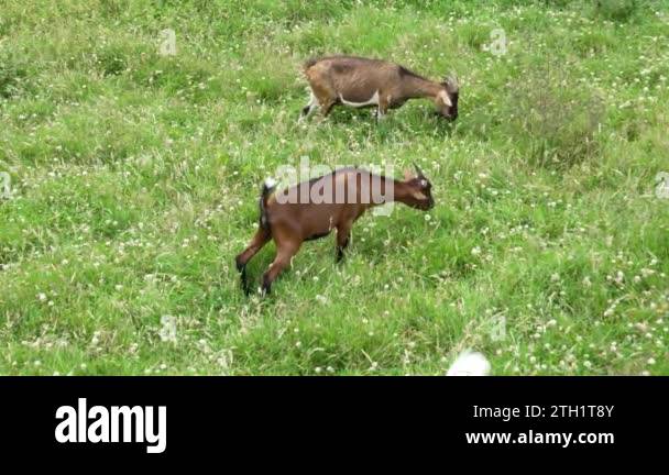 Pasture animals in summer Stock Videos & Footage - HD and 4K Video ...