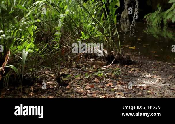 Wild fern, pond, mossy rocks, deep forest. High quality FullHD footage ...