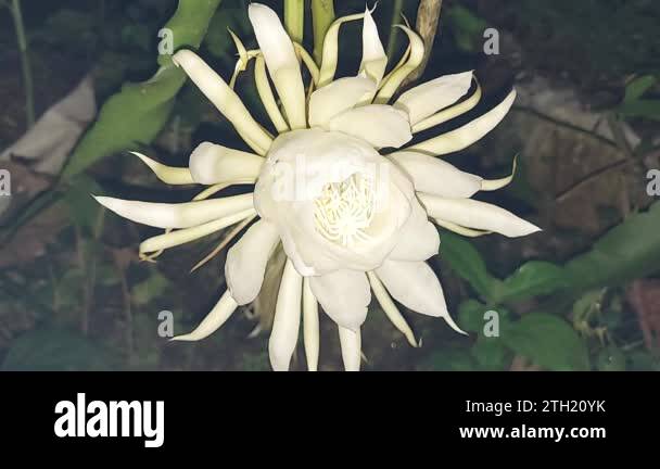 ime-lapse of blooming flower call queen of the night (Epiphyllum ...
