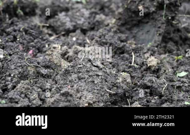 Muddy garden Stock Videos & Footage - HD and 4K Video Clips - Alamy