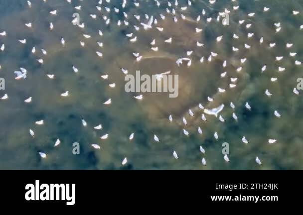 Aerial photography of sewer pipe discharge into the sea. The camera ...