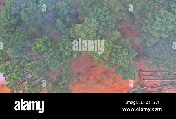 A dozer during uprooting of trees in a deforested forest clearing and ...