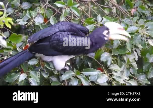 A close-up shot of oriental pied hornbill, Anthracoceros albirostris ...