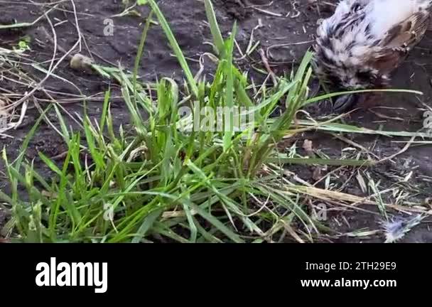 Camera moving along ground showing dead bird with flies, mutilated ...