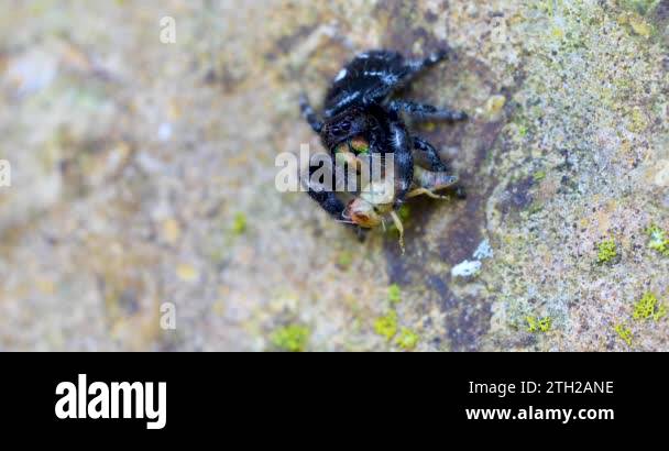 Static macro video of a Bold Jumping Spider Phidippus audax, eating a ...