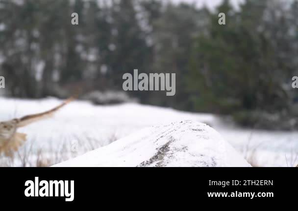 Nature background slow arrival Stock Videos & Footage - HD and 4K Video ...