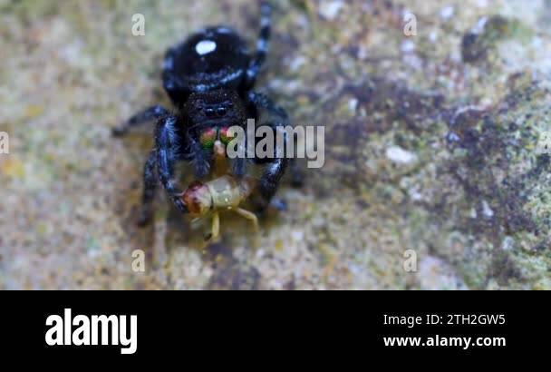 Cricket spider Stock Videos & Footage - HD and 4K Video Clips - Alamy