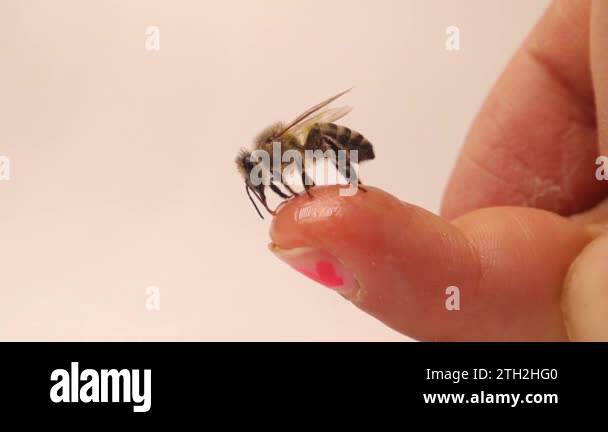 Honeybee drinking honey on a little girl's finger. kid wants to become ...