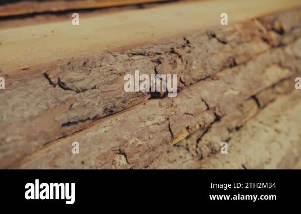 Wood factory stock and lumber board with nature business export the ...