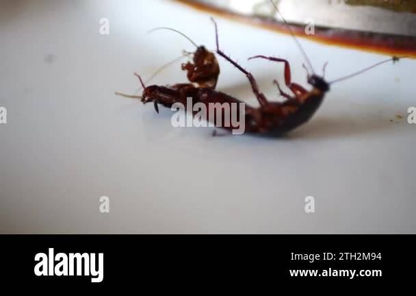 Shooting of two cockroaches lying on their backs and twitching their ...