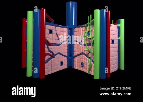 This 3d animation shows the internal structure of the liver Stock Video ...