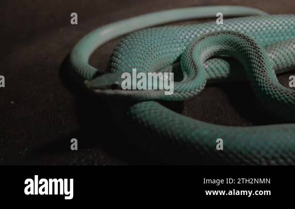 Close-up of Blue Venomous Pit Viper Laying in Front of a Camera. Snake ...