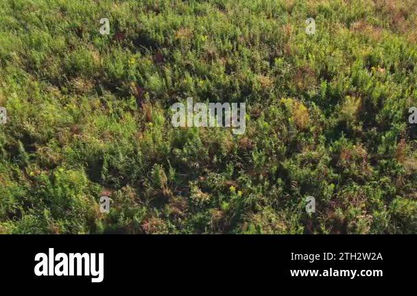 Summer day in the forest. Crystal clear windy air and visible wild ...