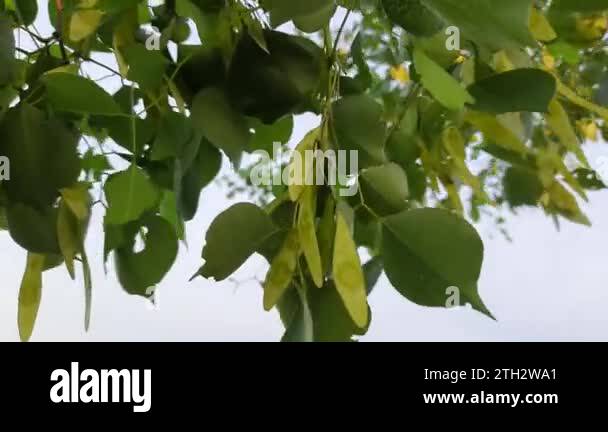 Dalbergia sissoo tree fruits. This tree, known commonly asNorth Indian ...