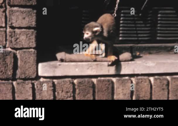 A monkey, tied to a chain near a brick wall at the Queens Zoo in the ...