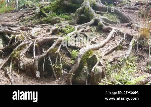 Huge branched long old tree roots overgrown with moss. Tree roots in ...