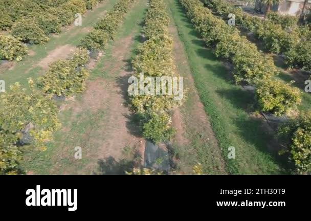 Fruit tree plantation Stock Videos & Footage - HD and 4K Video Clips - Alamy