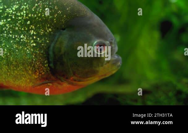 Close up macro shot of shiny Serrasalmidae aka serrasalmids , a family ...