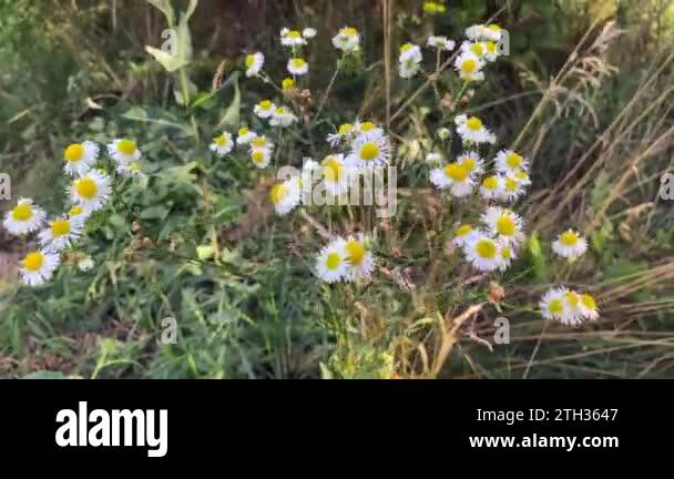 White aster wildflowers Stock Videos & Footage - HD and 4K Video Clips ...