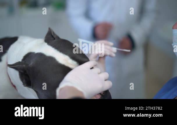 Disposable sampling swab Stock Videos & Footage - HD and 4K Video Clips ...