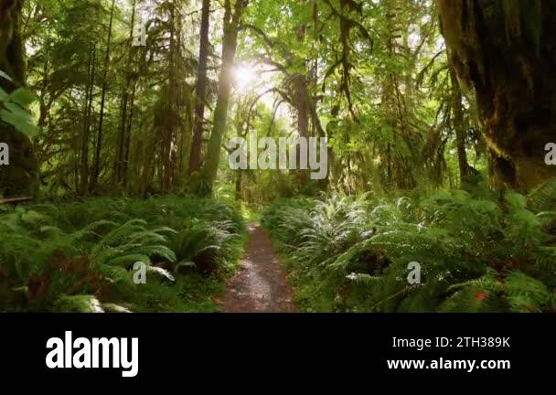 Camera moves along path among trees overgrown with moss and bushes ...