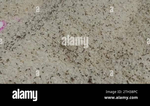 Snout beetles Stock Videos & Footage - HD and 4K Video Clips - Alamy