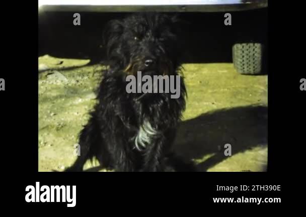 Berlin, Germany march 1975: A vintage black dog portrait from the 70s ...