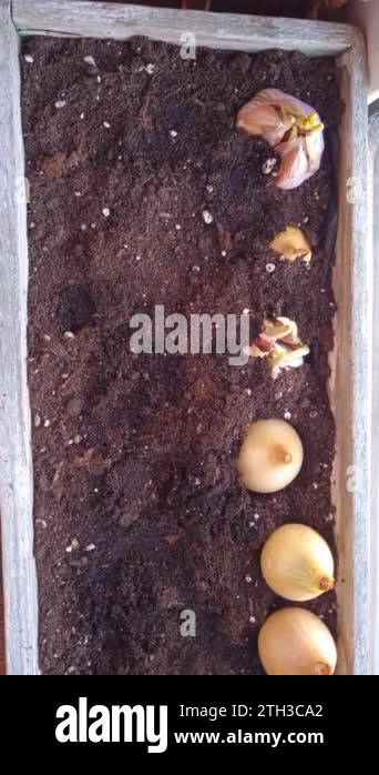 Onion pot plant Stock Videos & Footage - HD and 4K Video Clips - Alamy