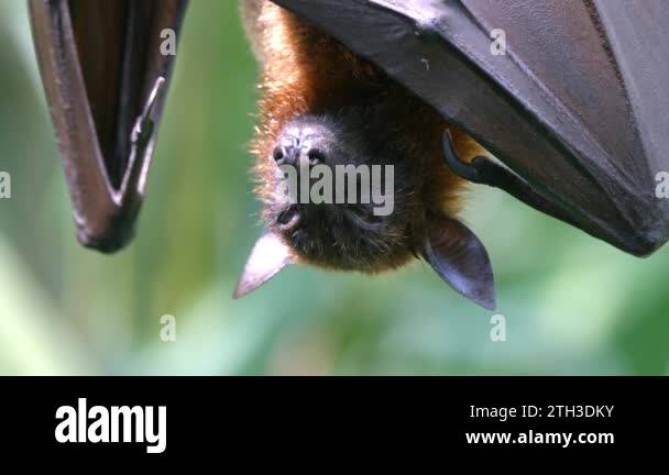 Sleepy Flying Fox Fruit Bat At Daylight Hanging Upside Down On Tree ...