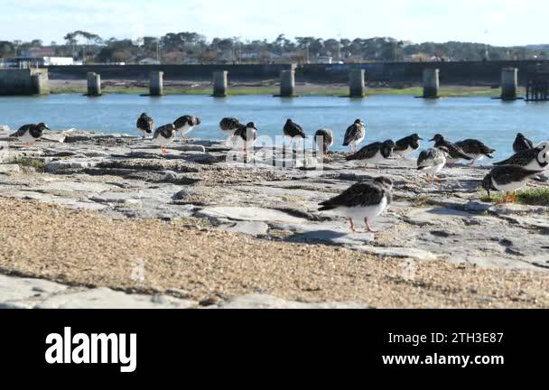 Slender birds Stock Videos & Footage - HD and 4K Video Clips - Alamy