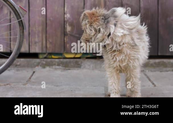 Curly-haired dog standing on the right looking around. Front view ...