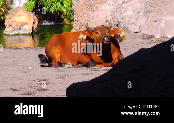 Forest buffalo Stock Videos & Footage - HD and 4K Video Clips - Alamy