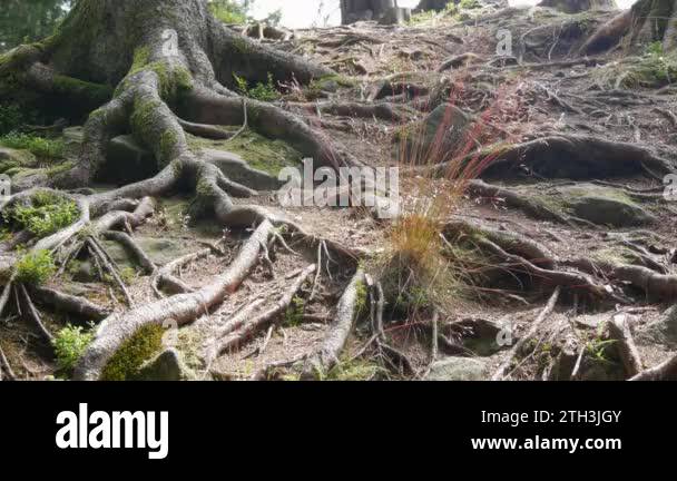 Huge branched long old tree roots overgrown with moss. Tree roots in ...