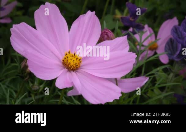 Cosmos plant pot Stock Videos & Footage - HD and 4K Video Clips - Alamy