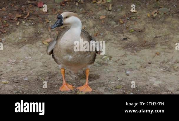 Grey goose Stock Videos & Footage - HD and 4K Video Clips - Alamy
