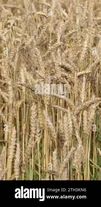 A ripe wheat spikelets are swaying in the wind in an Irish farmer's ...