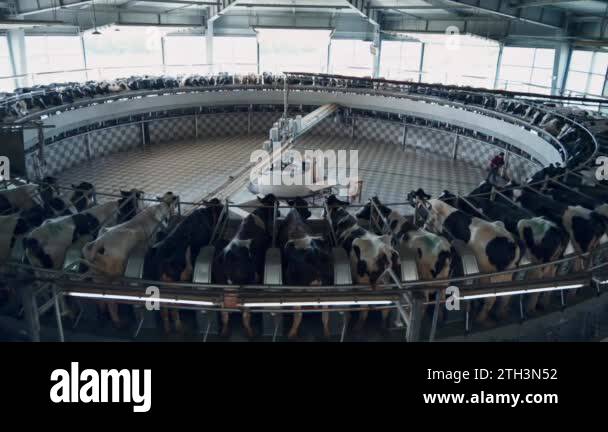 Modern milking process with industrial machine on robotic cowshed. Robotic production system ...